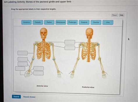 Solved Art Labeling Activity Bones Of The Pectoral Girdle Chegg