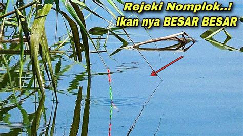 Rejeki Nomplok Mancing Di Rawa Dapat Ikan Nila Besar Babon Liar