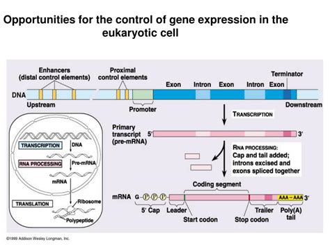 PPT Regulation Of Gene Expression In Eukaryotes PowerPoint