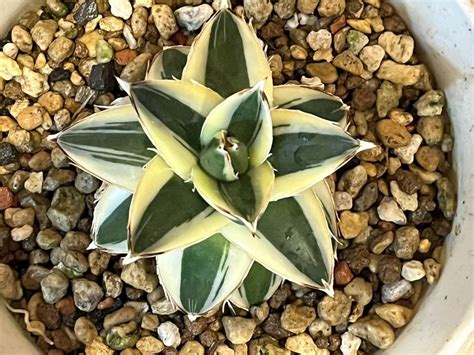 A Agave Filifera Var Compacta Pinky