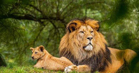 Onça tigre ou leão conheça as principais diferenças entre esses felinos