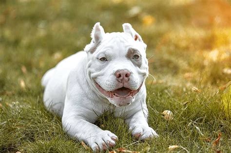 American Bully Saiba Tudo Sobre A Ra A Que Tem Cara De Mau Metr Poles