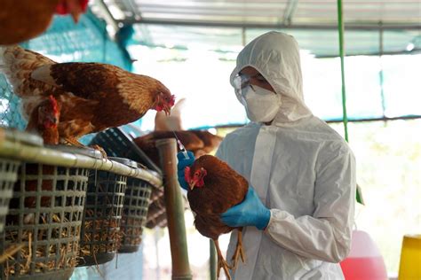 Primer caso de gripe aviar en Chile Qué sabemos de la enfermedad