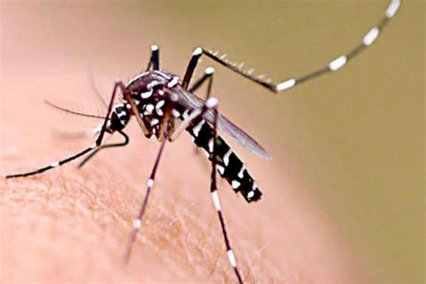 Noticia Se Notificaron 55 Nuevos Casos De Dengue En La Provincia