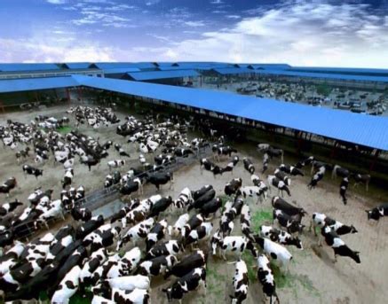 科迪乳业 基地型奶业助推企业高质量发展 凤凰财经