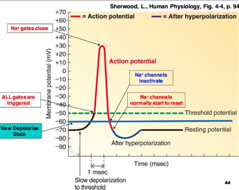 Essay On Action Potentials Ivory Research