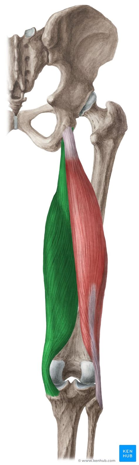 Identifying The Muscles Of The Legs