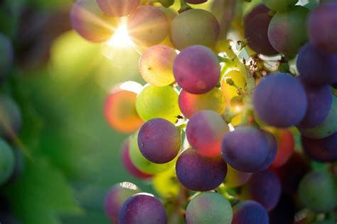 Por qué en España comemos 12 uvas en Nochevieja origen de esta tradición