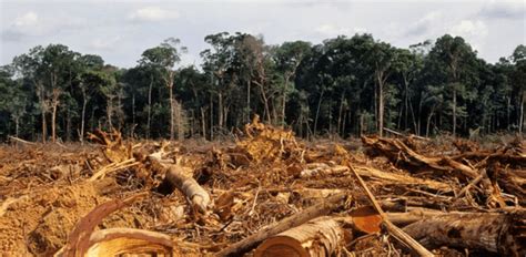 Déforestation un phénomène mondial aux conséquences dévastatrices