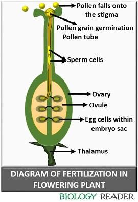 What Is Fertilization In Flower Definition Process Biology Reader