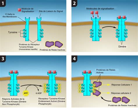 9 1 Molécules de signalisation et récepteurs cellulaires Introduction