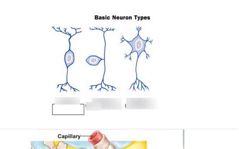 Types Of Neurons Diagram Quizlet