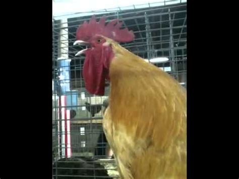 Good Morning Cock YouTube