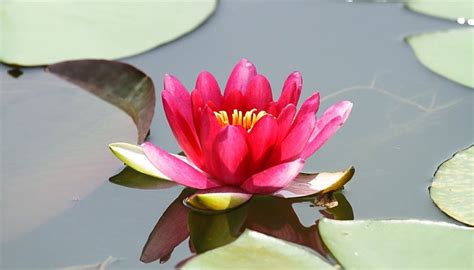 Flor De Loto Significado Y Simbolismo En Las Diferentes Religiones Y