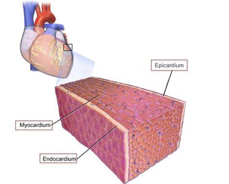 Cardiovascular Histology Flashcards Quizlet