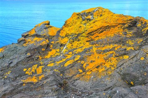 Premium Photo Lichen Covered Rocks