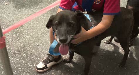 Pantera la perrita que llevaba más de 10 años en La Perla fue adoptada