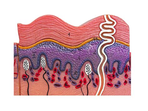 Epidermis Thick Skin Diagram Quizlet