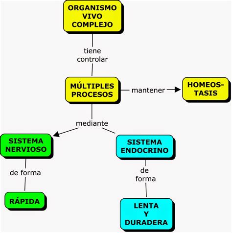 Mapa Conceptual Del Sistema Nervioso Central Mapas Conceptuales Mind