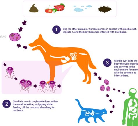 GIARDIASIS CANINA SÍNTOMAS y TRATAMIENTO EFECTIVO