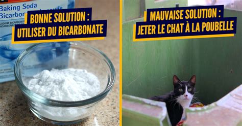 Top 10 Des Conseils Pour Enlever Lodeur De Pipi De Chat Ces Belles