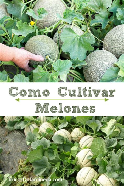 Como Cultivar Melones En Tu Jardín Trucos De Jardineria