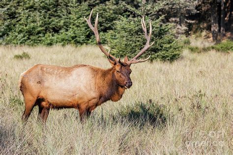 Prairie Creek State Park Roosevelt Elk Photograph By Scott Pellegrin