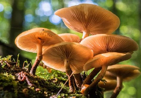 Cuáles son las características de los hongos Revista PEM