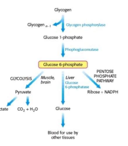 Biochem 482 Exam II Flashcards Quizlet