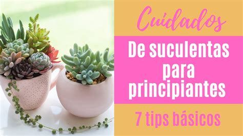 Cómo cuidar tus suculentas 7 tips básicos PARA PRINCIPIANTES