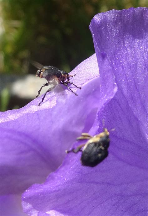Käfer alle Coleoptera indet 2 Käfer alle Coleopt Flickr