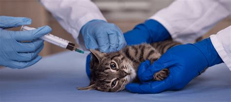 Biaya Vaksin Kucing Terbaru Biaya Info