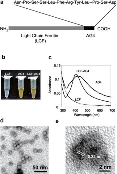A Gene Construction Of A Ferritin Subunit With Silver Binding Peptide