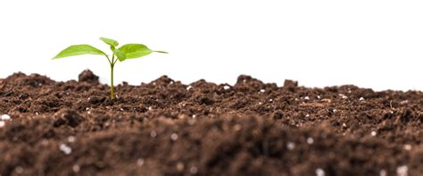 Cómo mejorar el suelo del huerto ecológico Sola Viveros Ecológicos