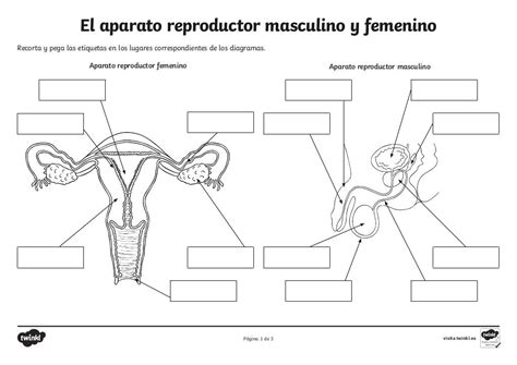 Ficha De Actividad El Aparato Reproductor Masculino Y Femenino Ver 1 Pdf