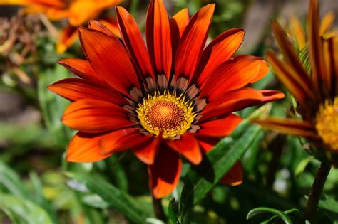 Naturaleza Flor Planta Foto Gratis En Pixabay Pixabay