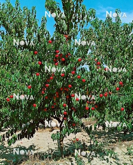 N Nektarine Prunus Persica Var Nucipersica Baum