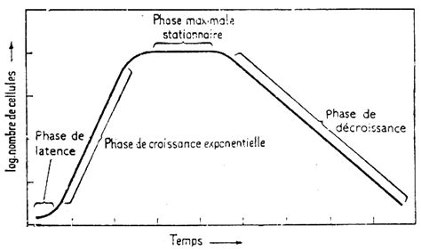 II Les facteurs influençants cette croissance