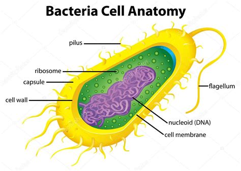 Estructura De La C Lula De Las Bacterias Archivo Im Genes Vectoriales