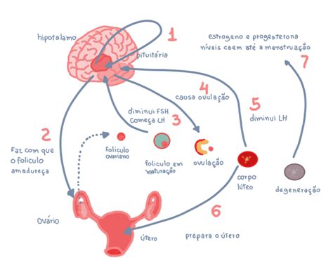 Ciclo Menstrual Mapa Mental