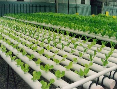 Hidropónicos tubos PVC Estaciones Indoor hydroponics Hydroponic