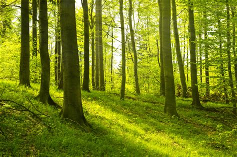 Hintergrundbilder Sonnenlicht Wald Natur Gras Grün Harz 2014