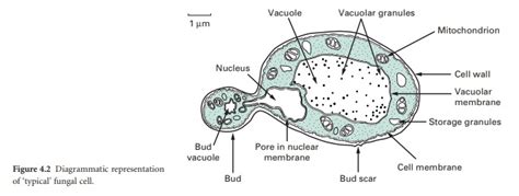 Fungal Cell Diagram Labeled