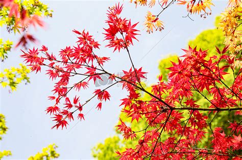 枫叶高清图片下载 正版图片500319175 摄图网