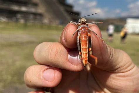 Biomimétisme l invention d un système anticollision pour les voitures
