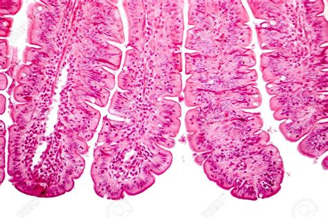 Villi Of Small Intestine Light Micrograph Magnification X Science