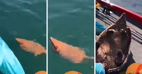 Bichinho tá até tremendo pescadores salvam tatu em rio e emocionam