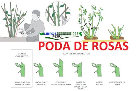 Como Podar Tus Rosas En El Jardin