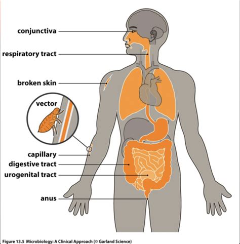 Lecture Introduction To Infectious Diseases Flashcards Quizlet