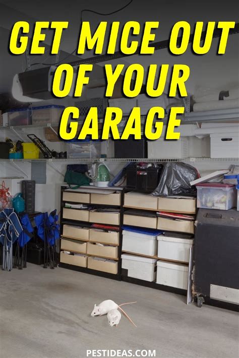 Get Mice Out Of Your Garage Getting Rid Of Mice Diy Pest Control